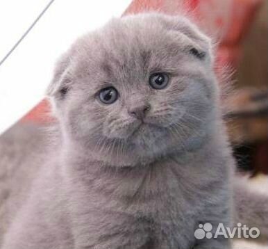 Лиловая вислоухая кошечка и голубые котики