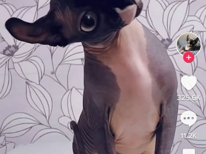 Бесплатно отдам для кошки