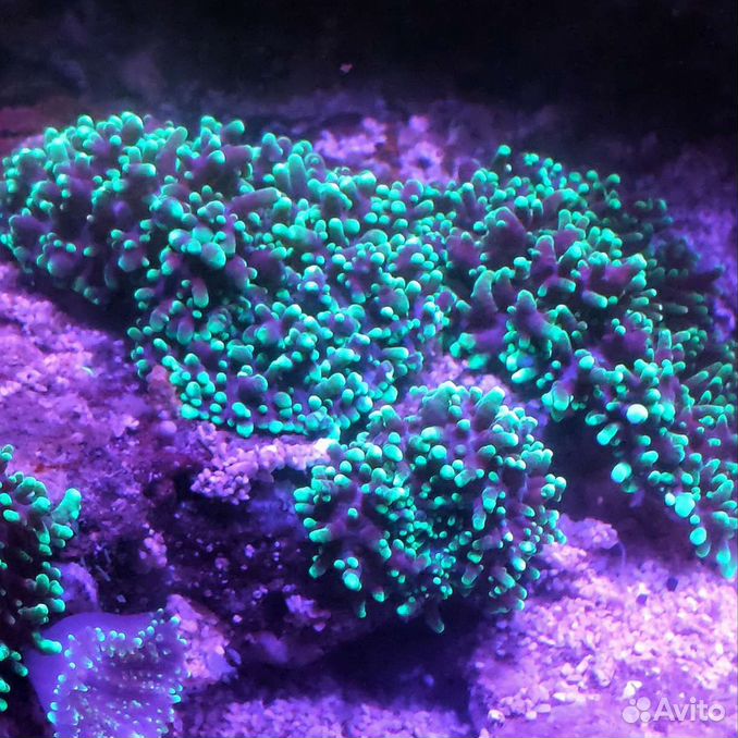 Родактис волосатый (мягкий коралл)