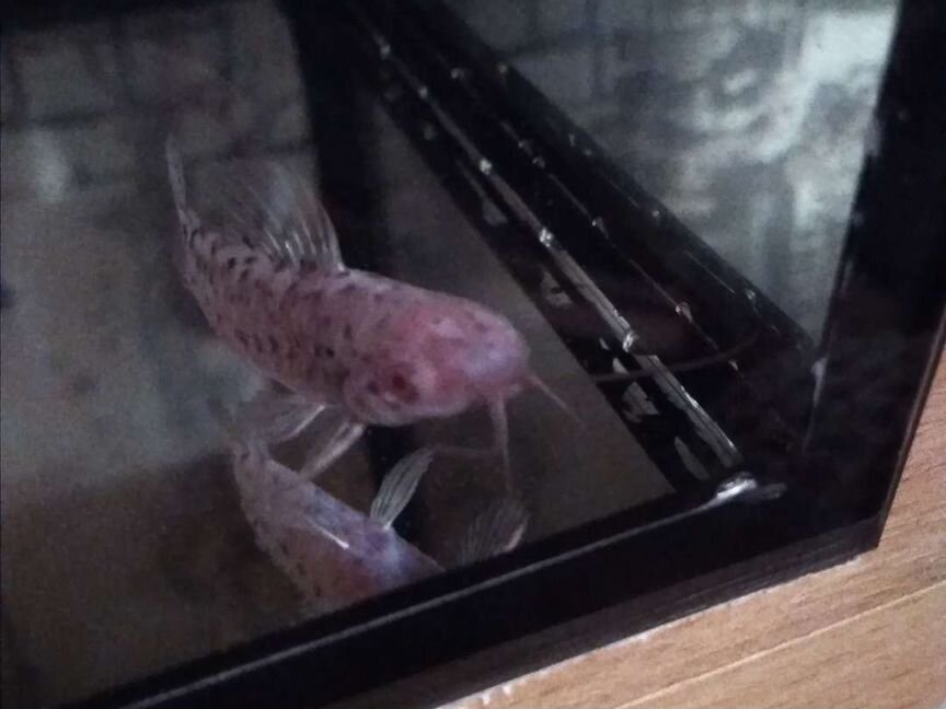 Таракатум белый сомик 1,5 года бесплатно бронь