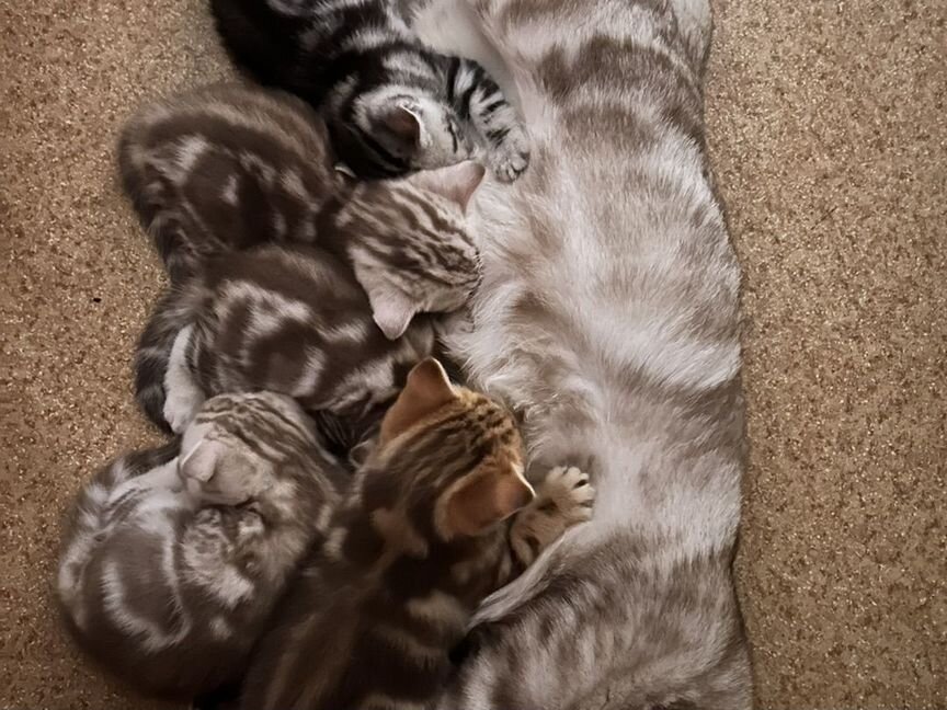 Шотландские котята
