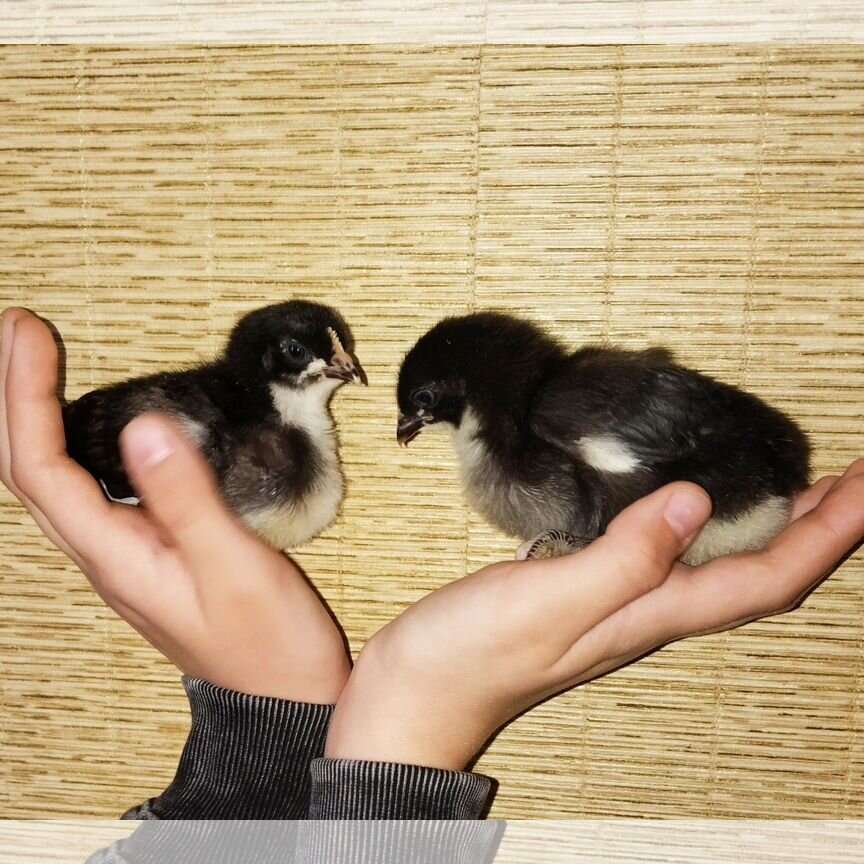 Цыплята черно медный маран, малин