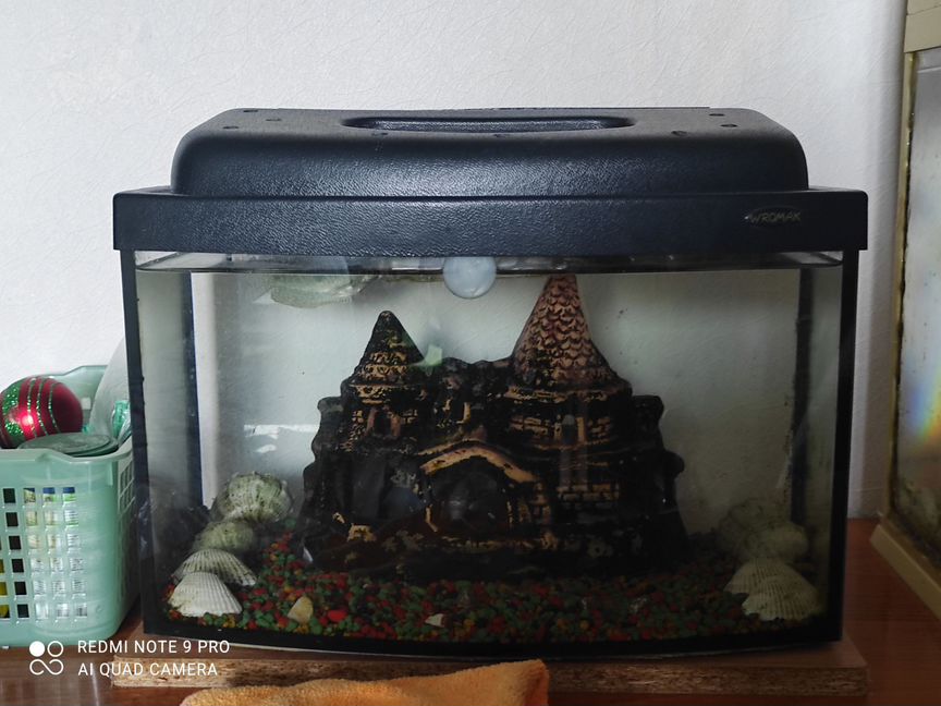 Аквариумные рыбки мраморные гурами