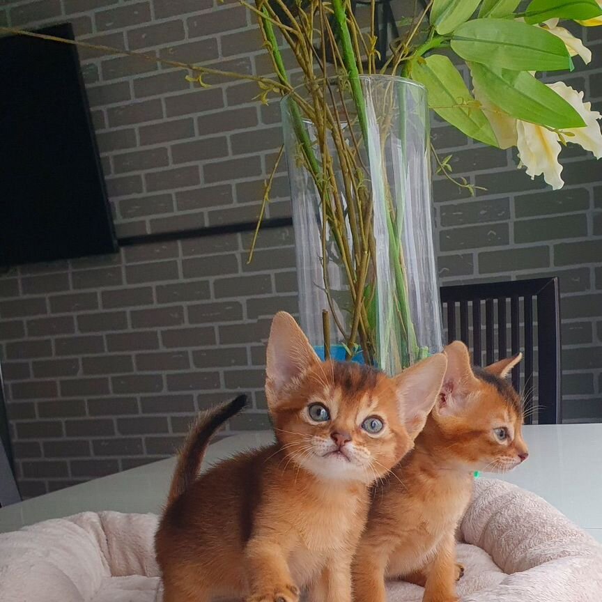 Абиссинские котята
