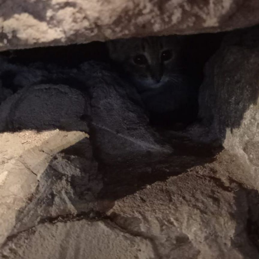 Котенок Мишка