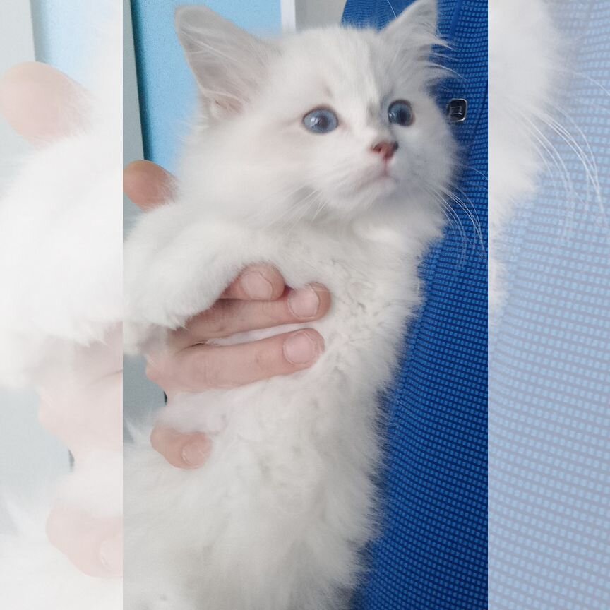 Рэгдолл котёнок