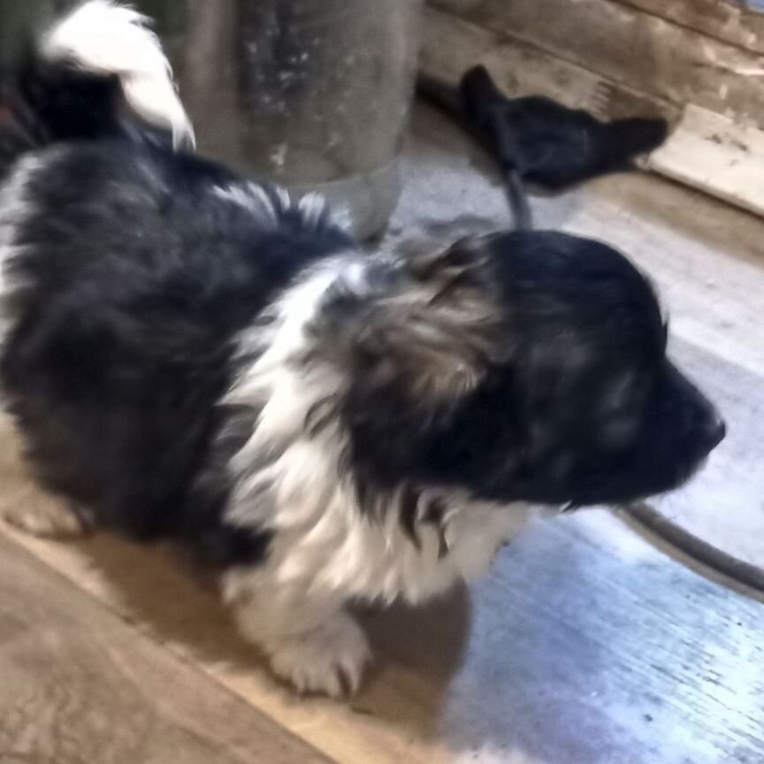 Щенки от маленькой собачки