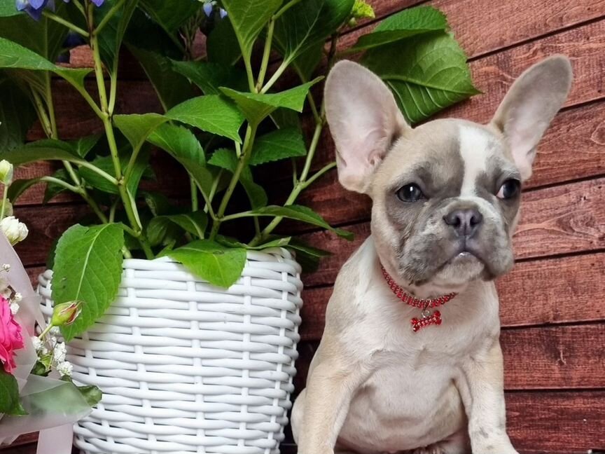 Французский бульдог щенки