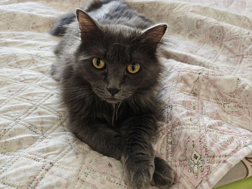 Кот Масик