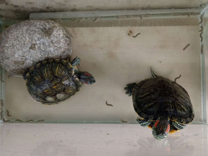 Красноухая черепаха бесплатно