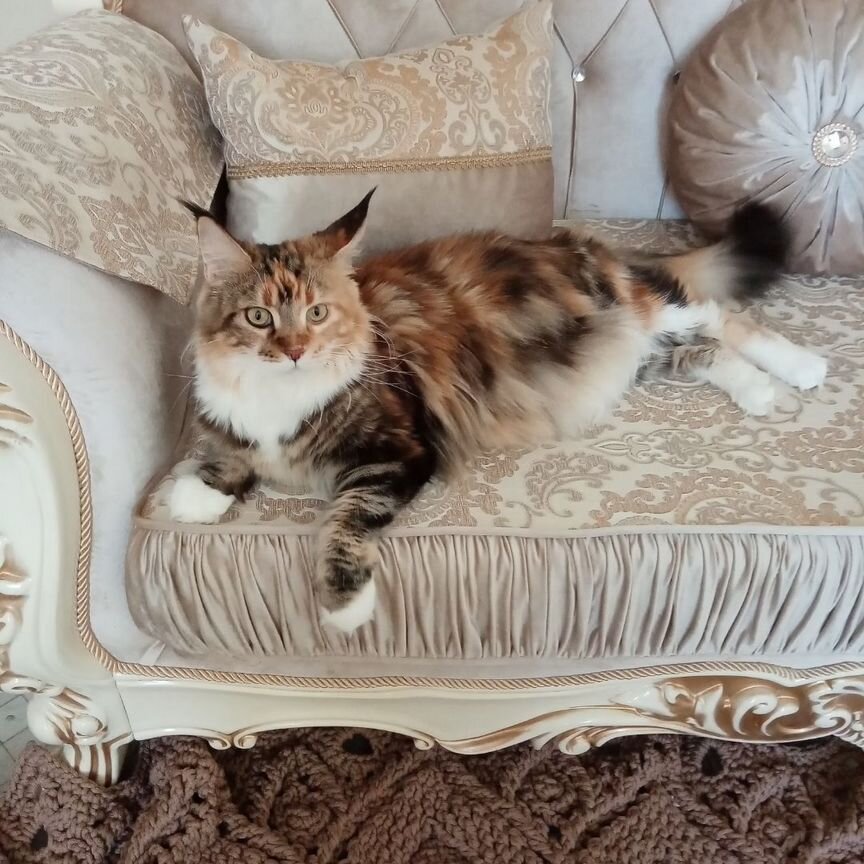 Котята мейн-кун