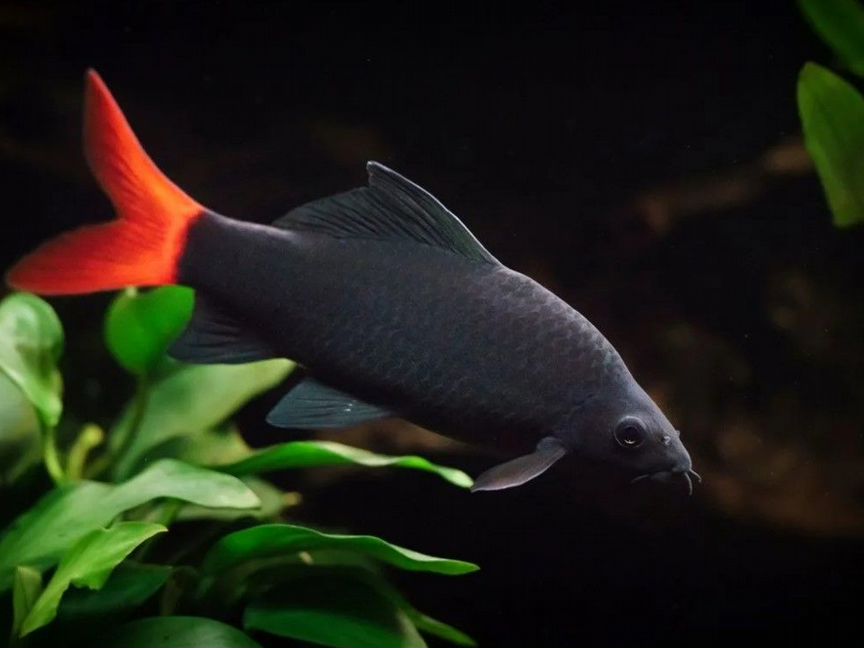 Лабео биколор (черный, хвост красный)