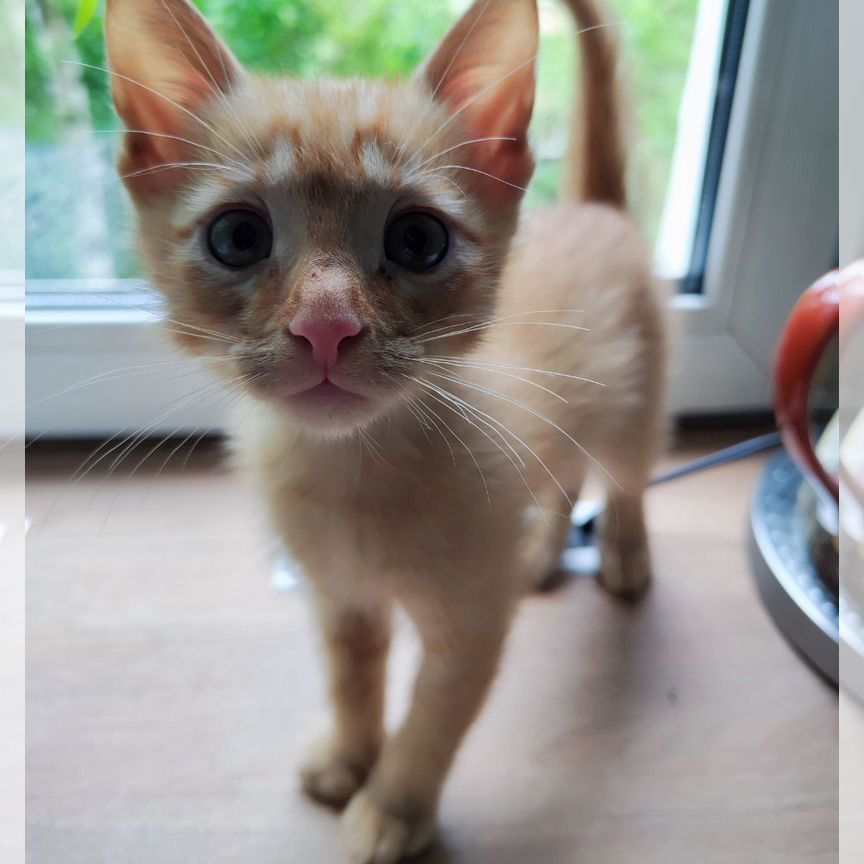 Котята в добрые руки бесплатно