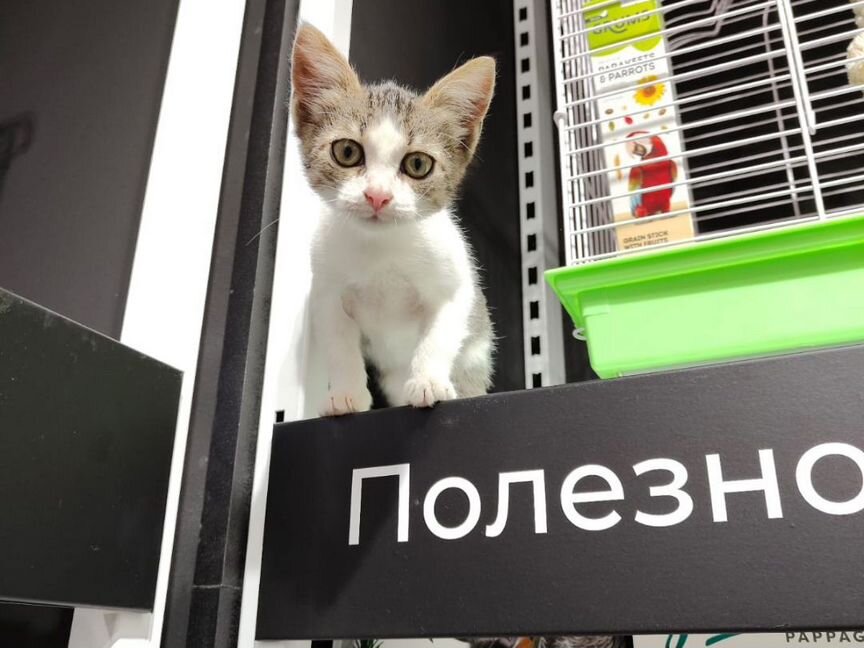 Кошка