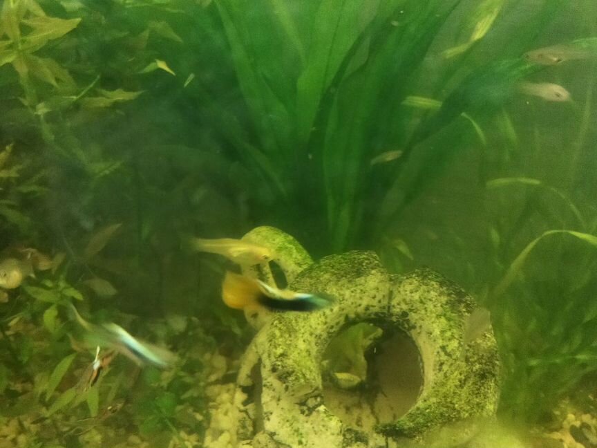 Рыбки гуппи