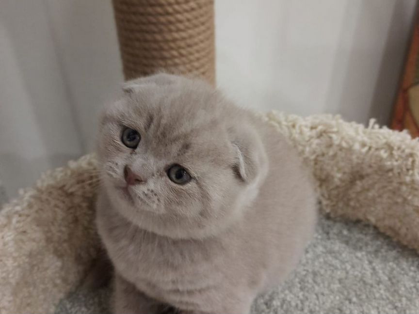 Шотландская вислоухая