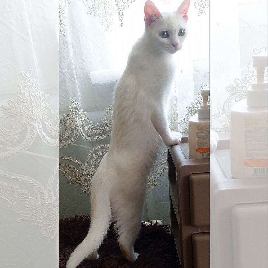 Взрослая, кошка в добрые руки
