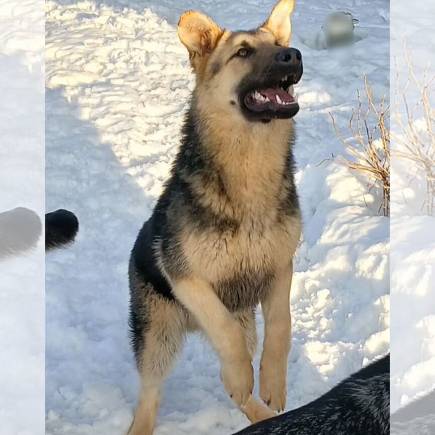 Восточноевропейская овчарка, щенок