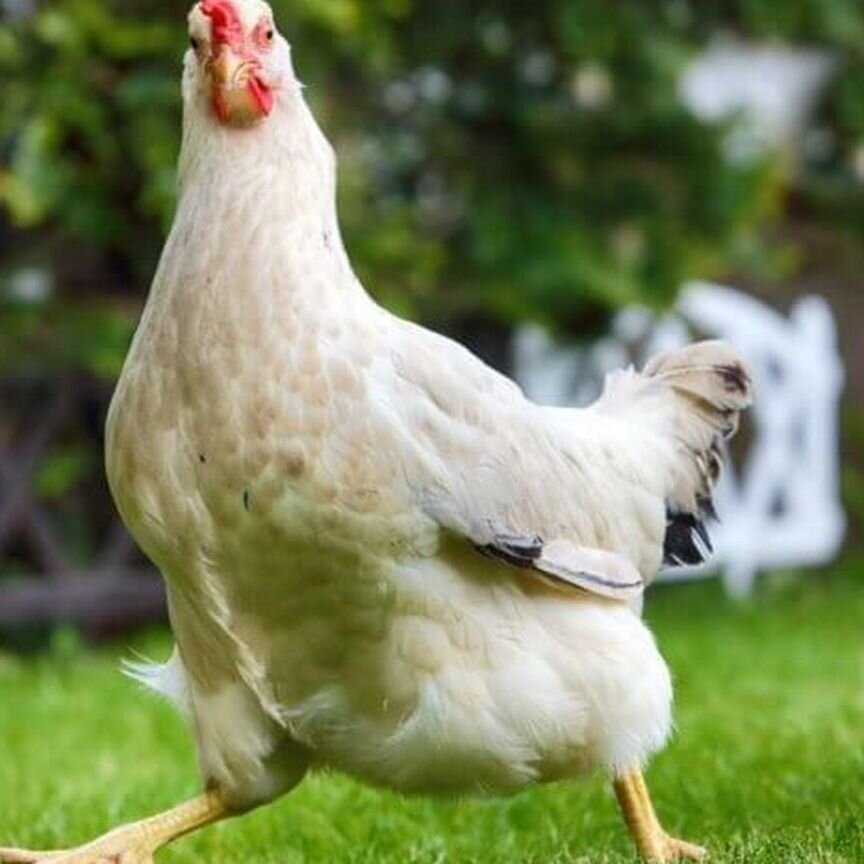 Куры несушки