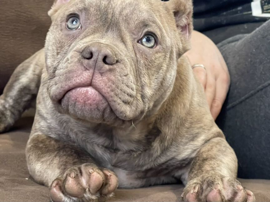 Американский булли покет щенки