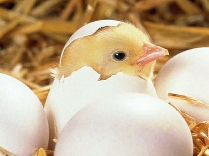 Инкубационное яйцо несушки Браун Ник