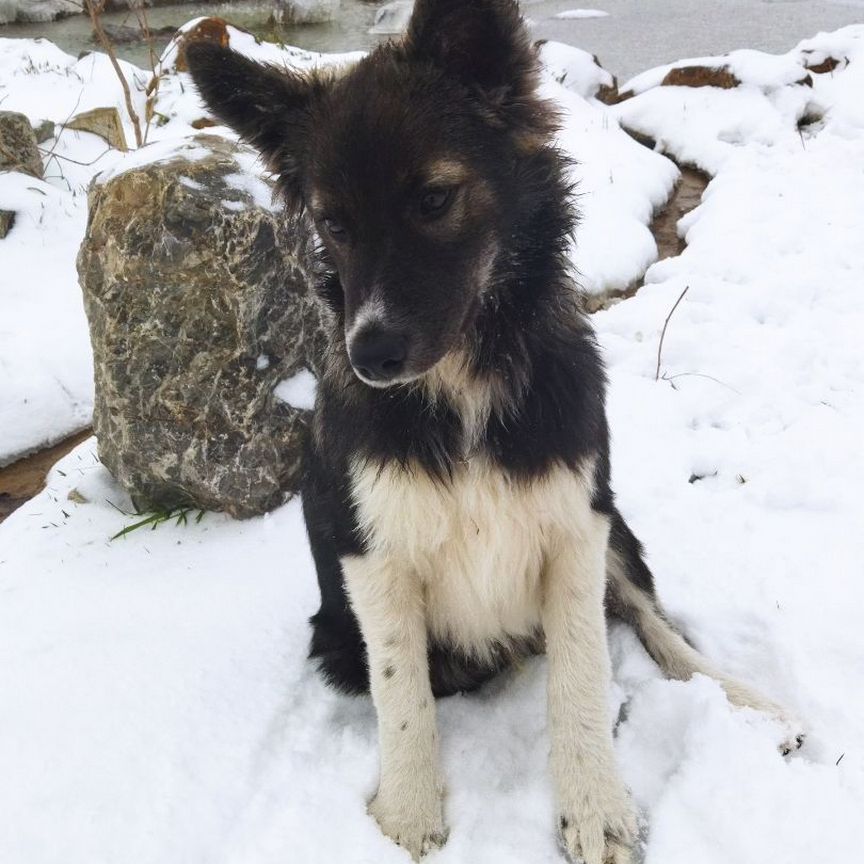 Щенок в добрые руки бесплатно