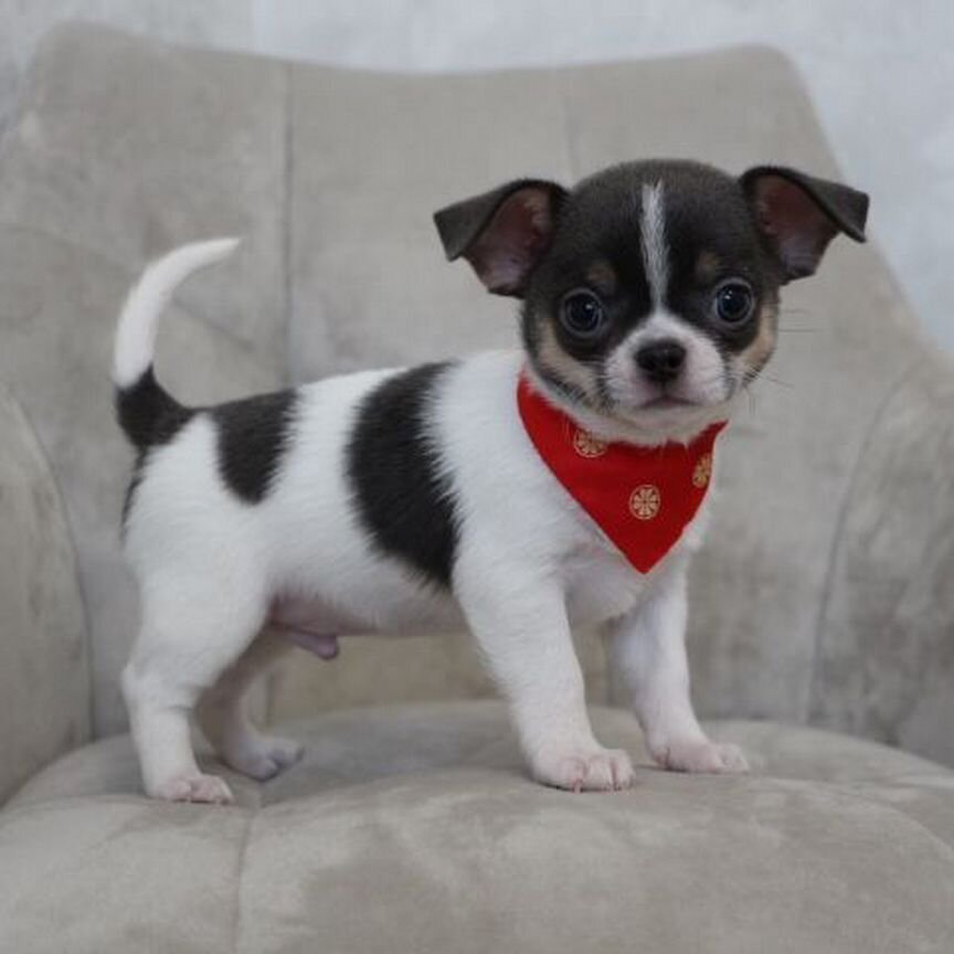 Чихуахуа мальчик размер стандарт