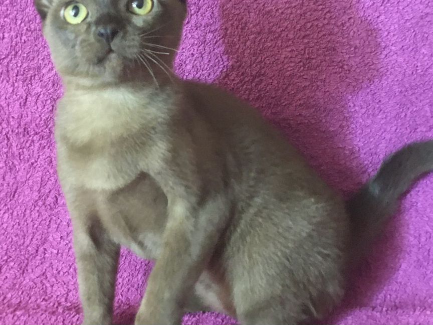 Европейская Бурма - девочка