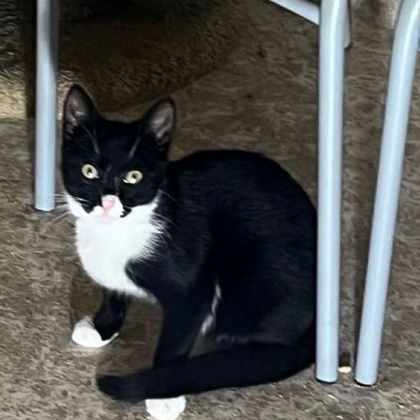 Кот-котенок полгода