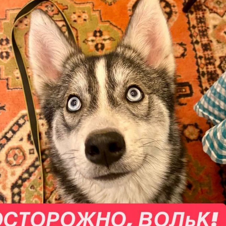 Сибирский хаски, щенок