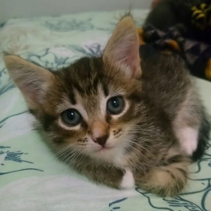 Отдам котят