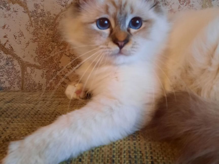 Священная бирма-мальчик