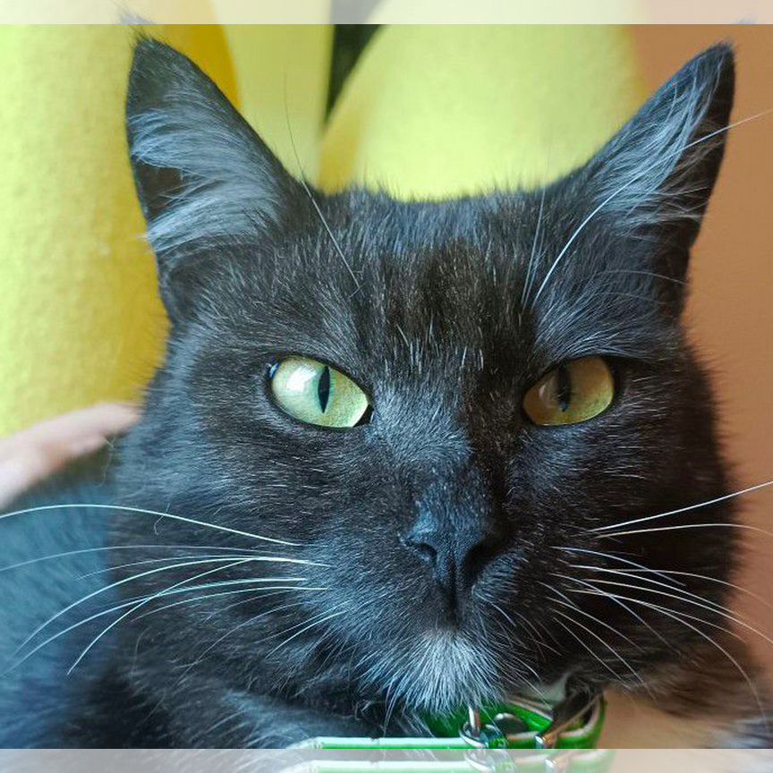 Зеленоглазый котик бесплатно