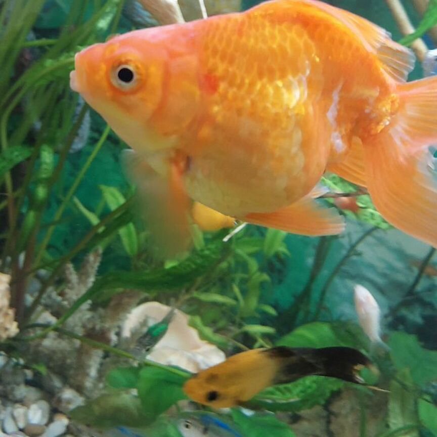 Продаю золотую рыбку