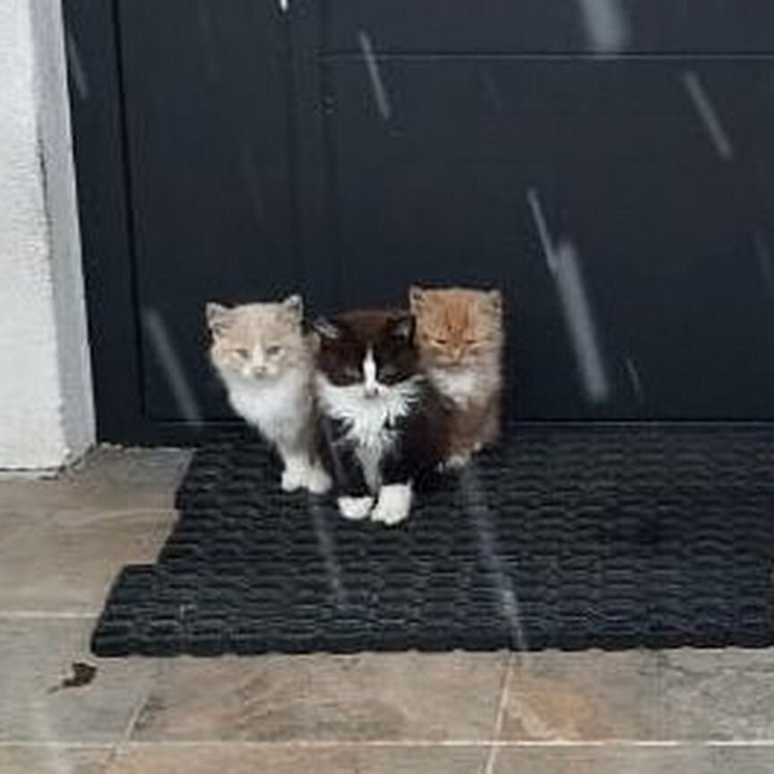 Котята