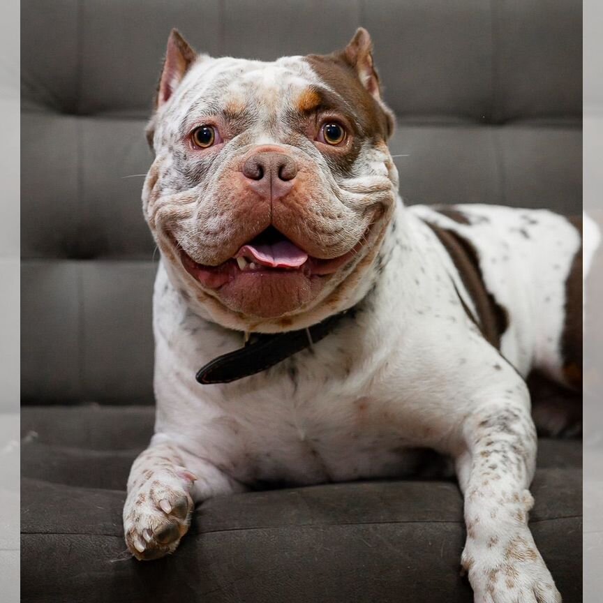 Американский булли, взрослый пёс