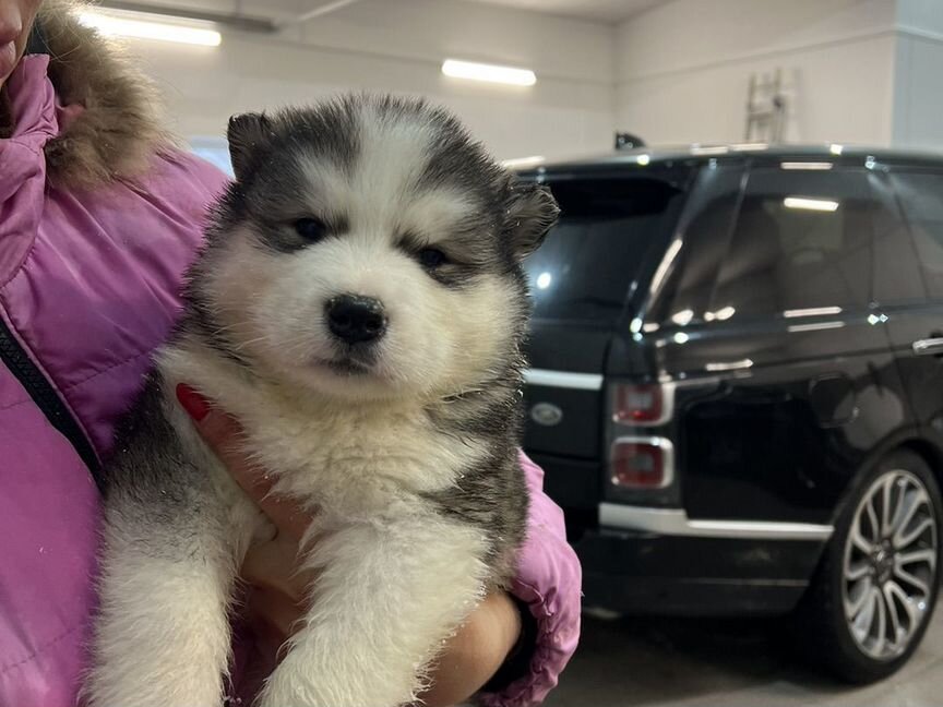 Аляскинский маламут щенки