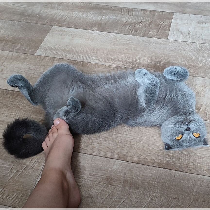 Отдам в добрые руки кошку вислоухую