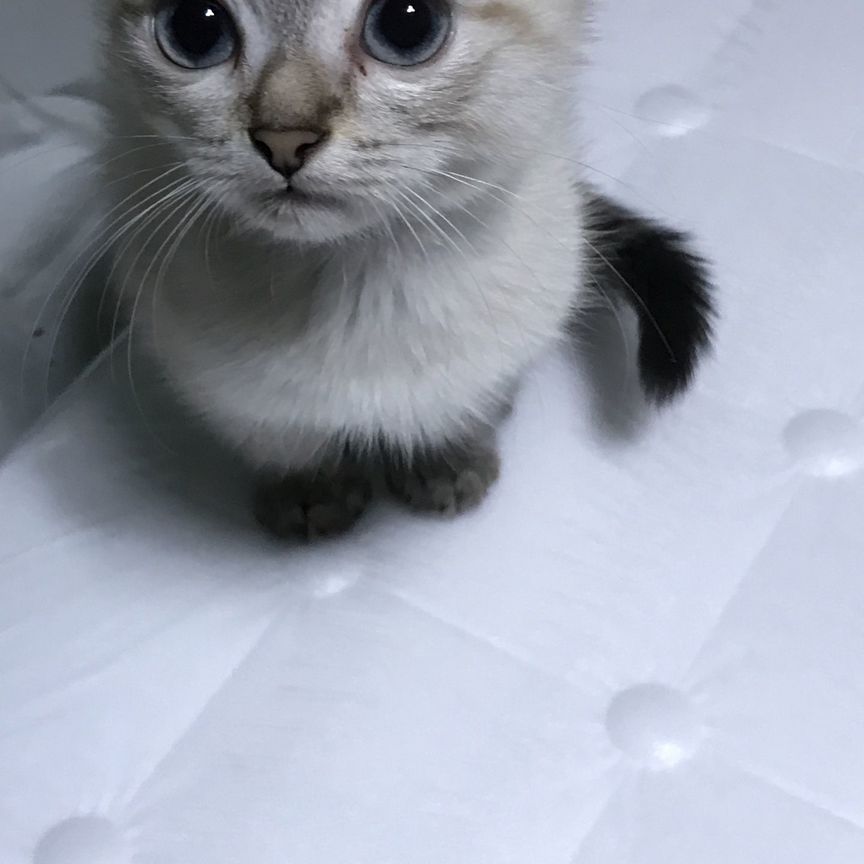 Котёнок в добрые руки