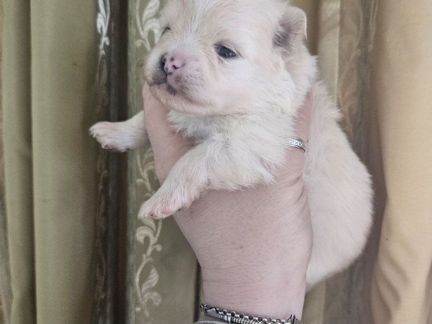 Собаки щенки шпиц