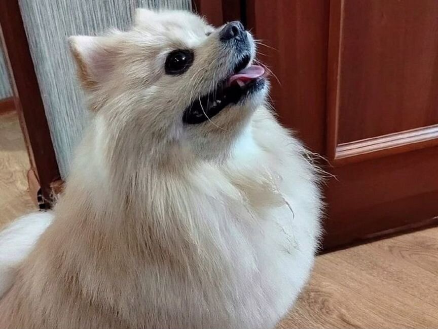 Немецкий шпиц вязка