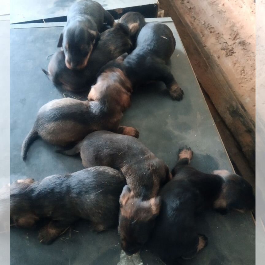 Такса, щенок