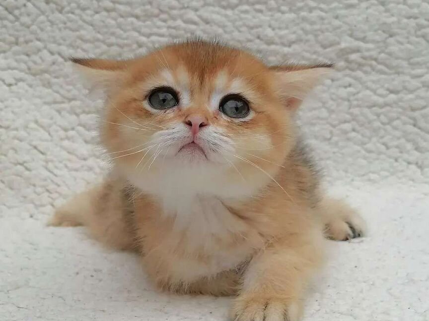 Золотые котята