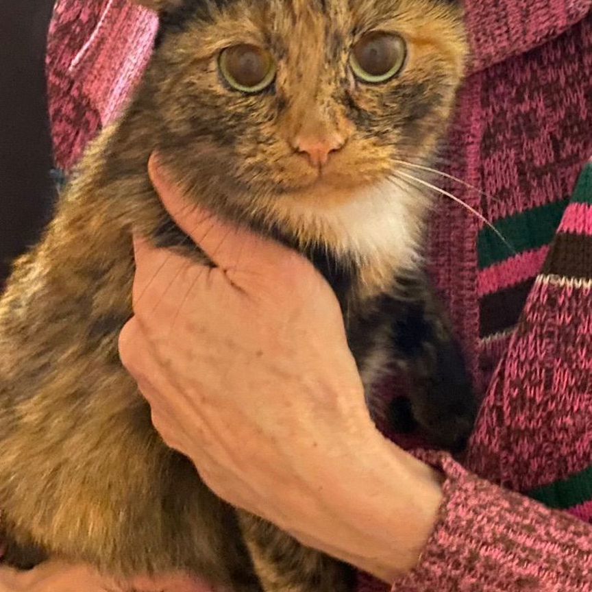 Кот и кошка Нюша и Саня по 6-7 лет