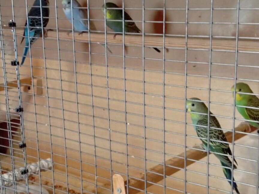 Птенцы волнистый попугай