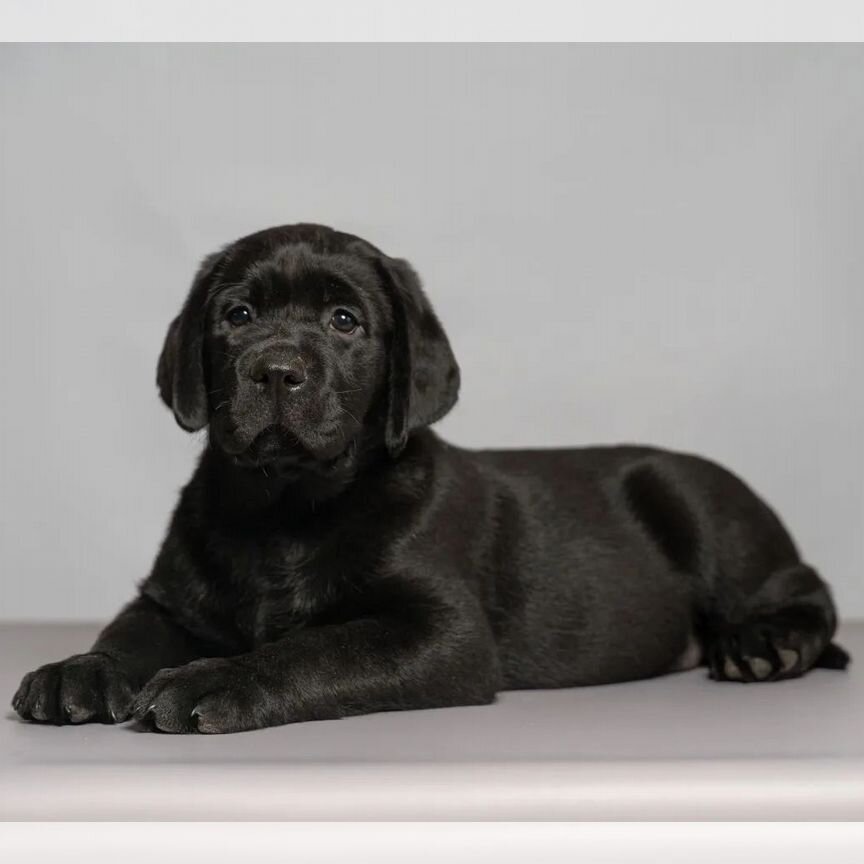 Лабрадор-ретривер, щенок