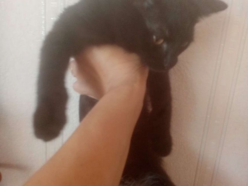 Котенок мальчик подросток ищет дом