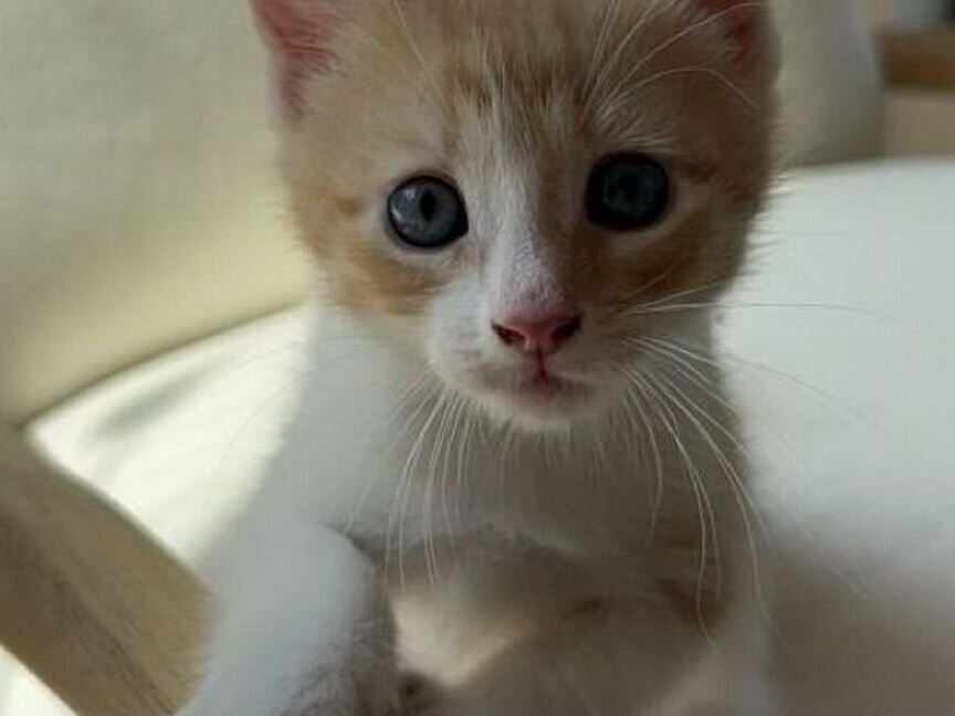Котенок 2 месяца