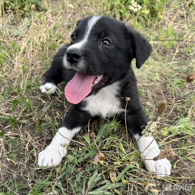 Щенки-подкидыши в добрые руки