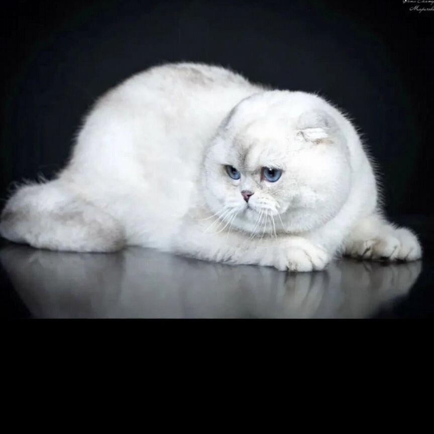 Кот